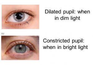 Comprehensive Eye and Vision Exam - Chan May May